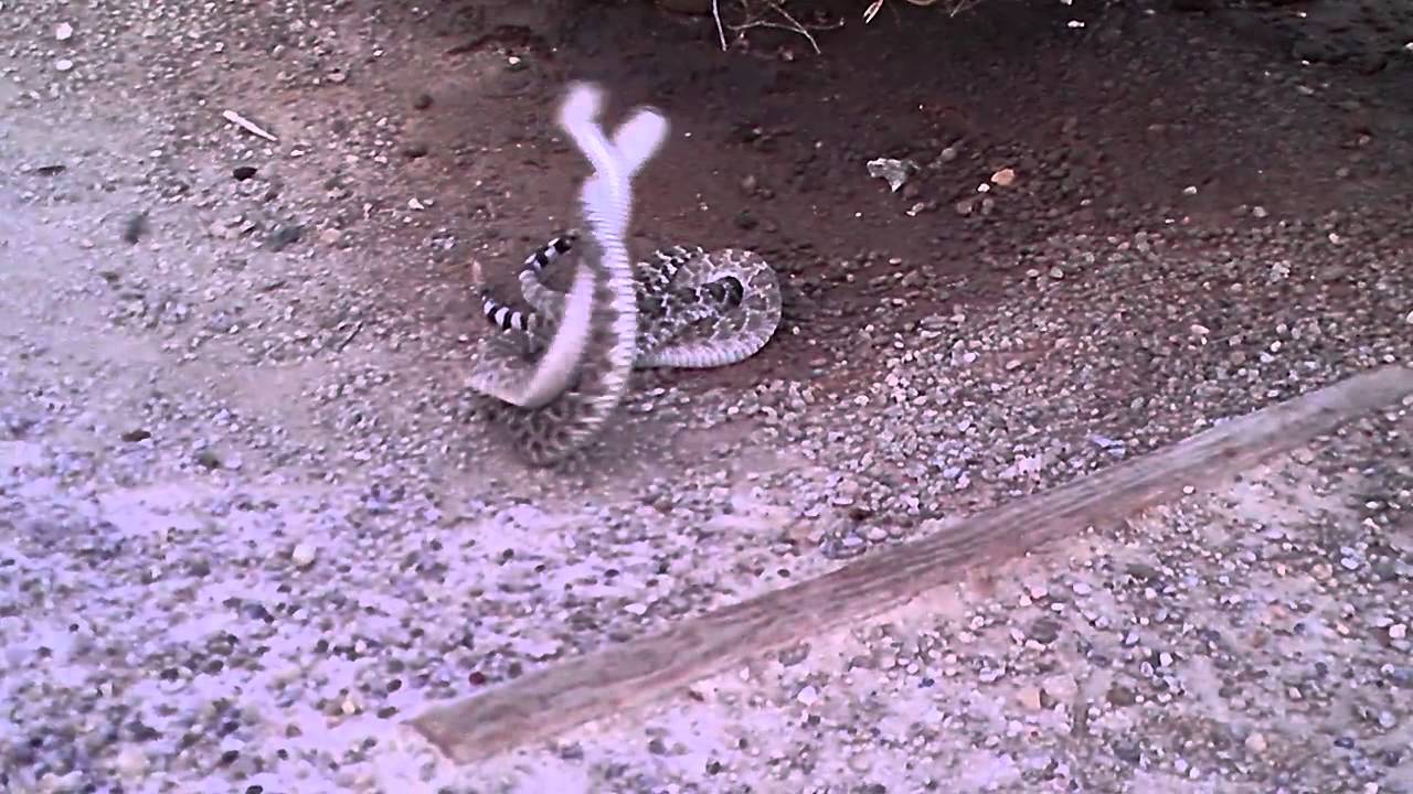 Rattlesnakes mating! - YouTube