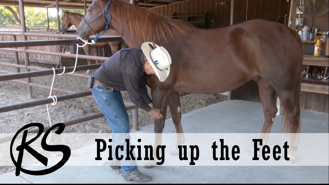 Picking up the Feet - Everyday Horsemanship - YouTube
