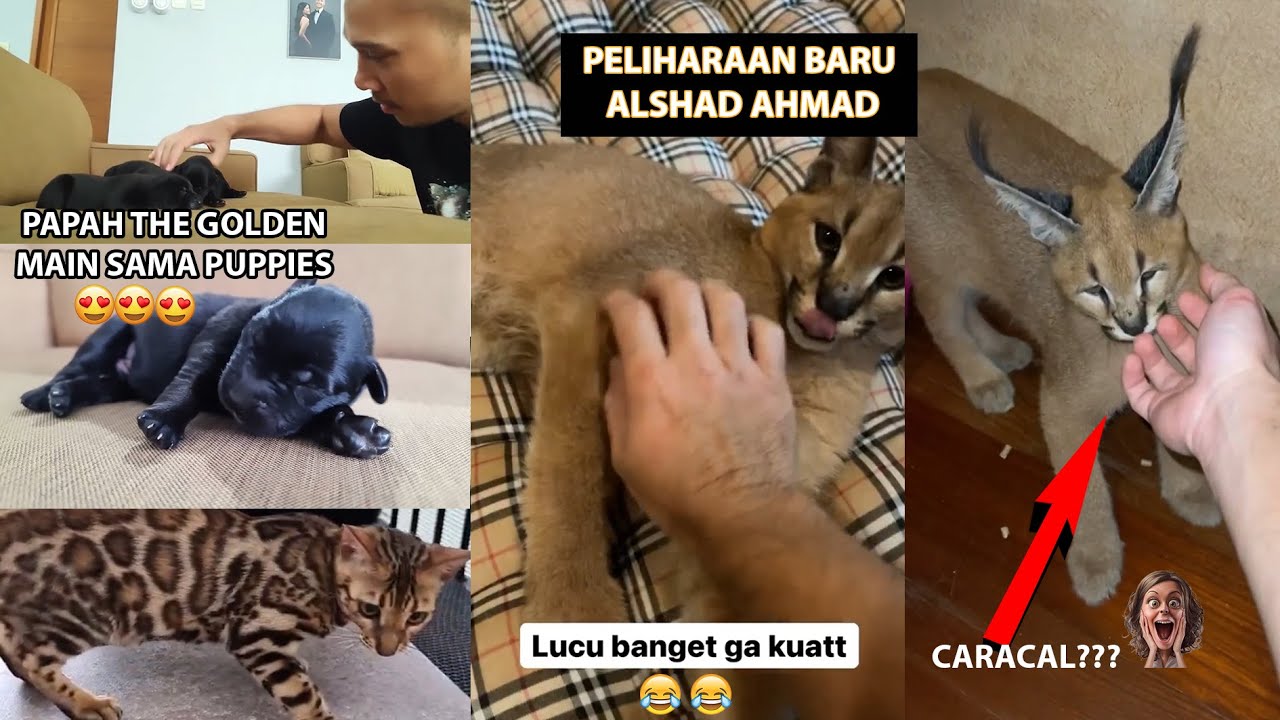 Update Terbaru Puppies Anubis - Peliharaan Baru Alshad Ahmad Kucing ...