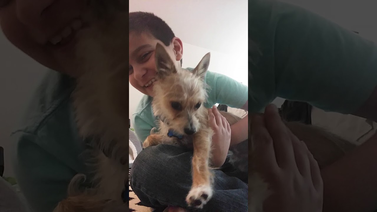 I got a new dog! - YouTube