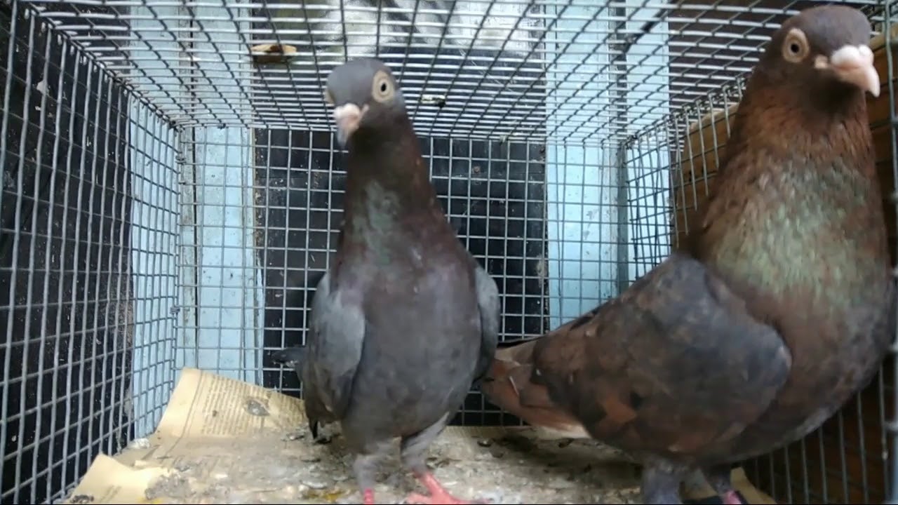 Pigeons for Sale Part 2 ( high quality low cost ) @ SA Pigeon Loft ...