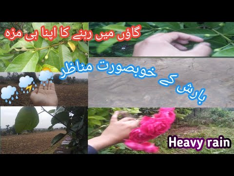 Beautiful view of heavy rain | netural beauty | village life | desi ...