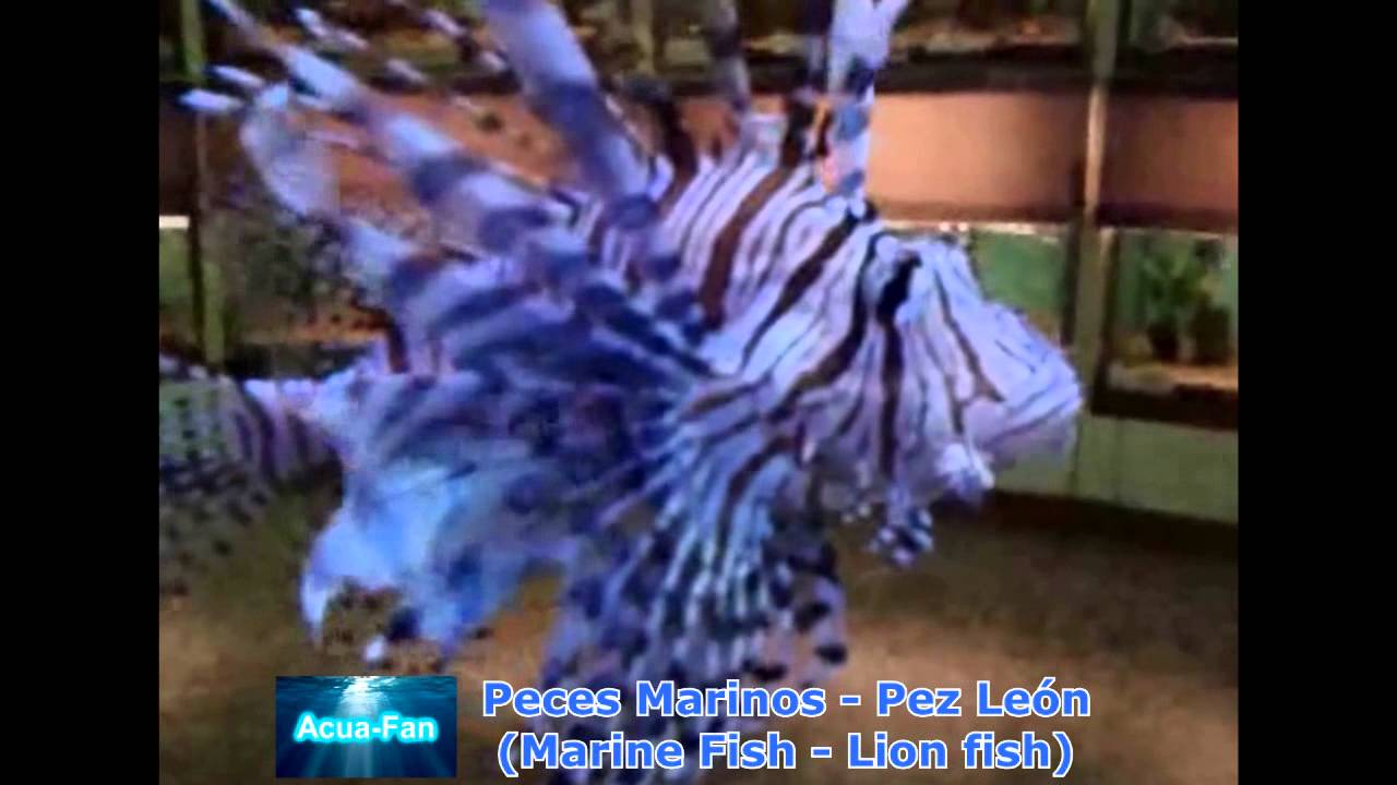 Pez León - Lion fish (Peces Marinos - Marine Fish) - YouTube