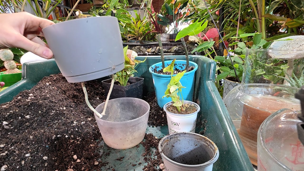 Tending to Tired Plants - YouTube