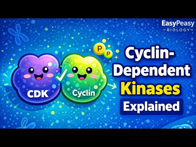 Cell Cycle Checkpoints Cyclin