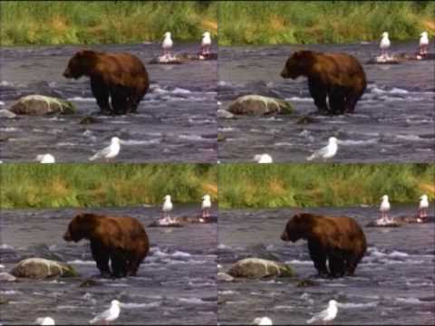 Heavy Metal Bear - YouTube