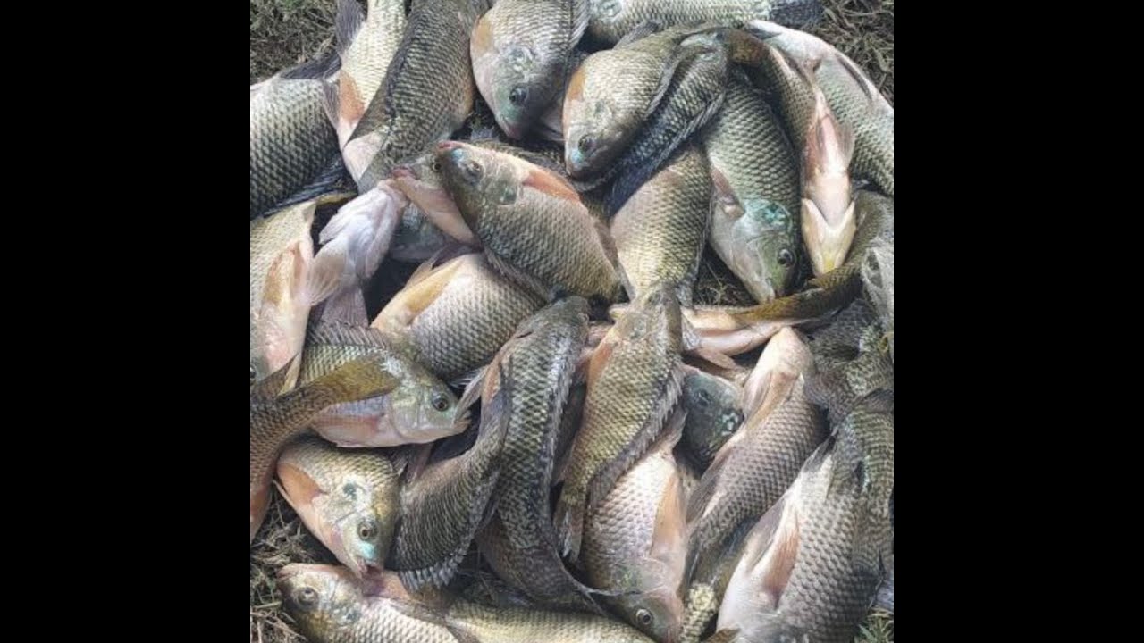 በቆሮሶ (Nile tilapia) እና ዱቤ (common carp) በተባሉ የአሳ ዝርያዎች ላይ በስሪንቃ ግብርና ...