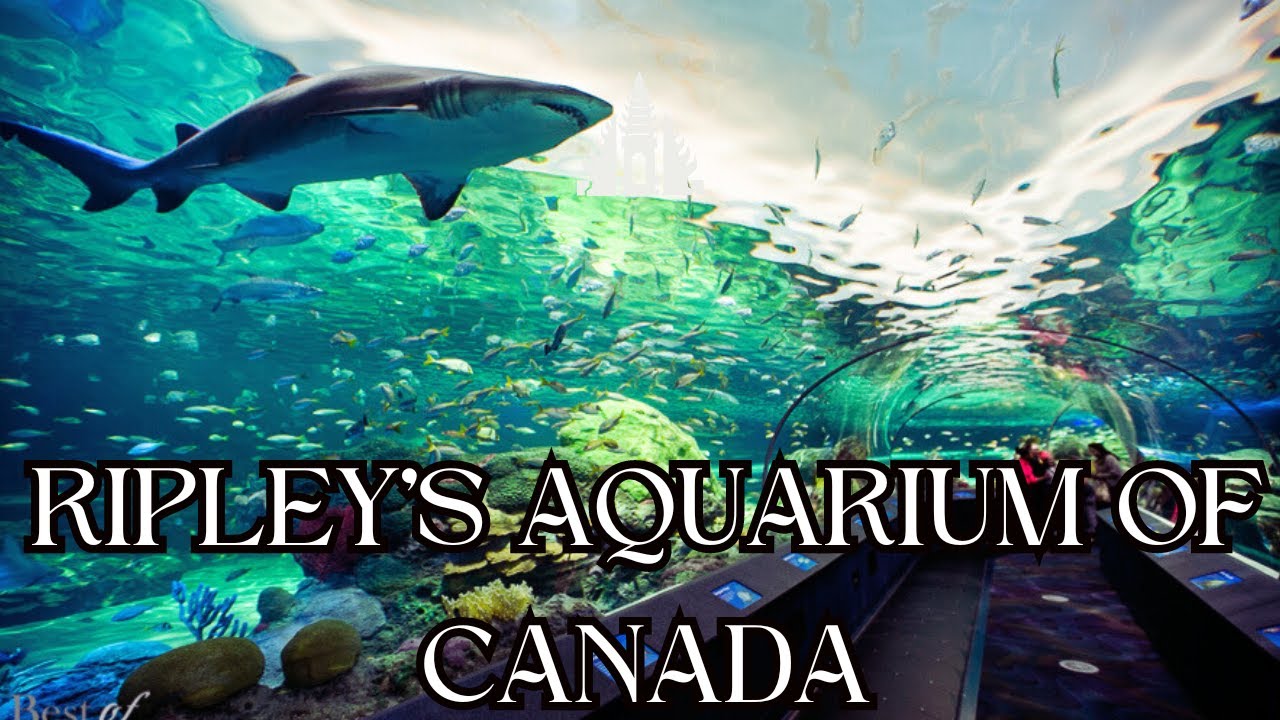 🐠 🐟 Ripley's Aquarium of Canada - 4K 🐠 🐟| Toronto, Ontario | Ripley's ...