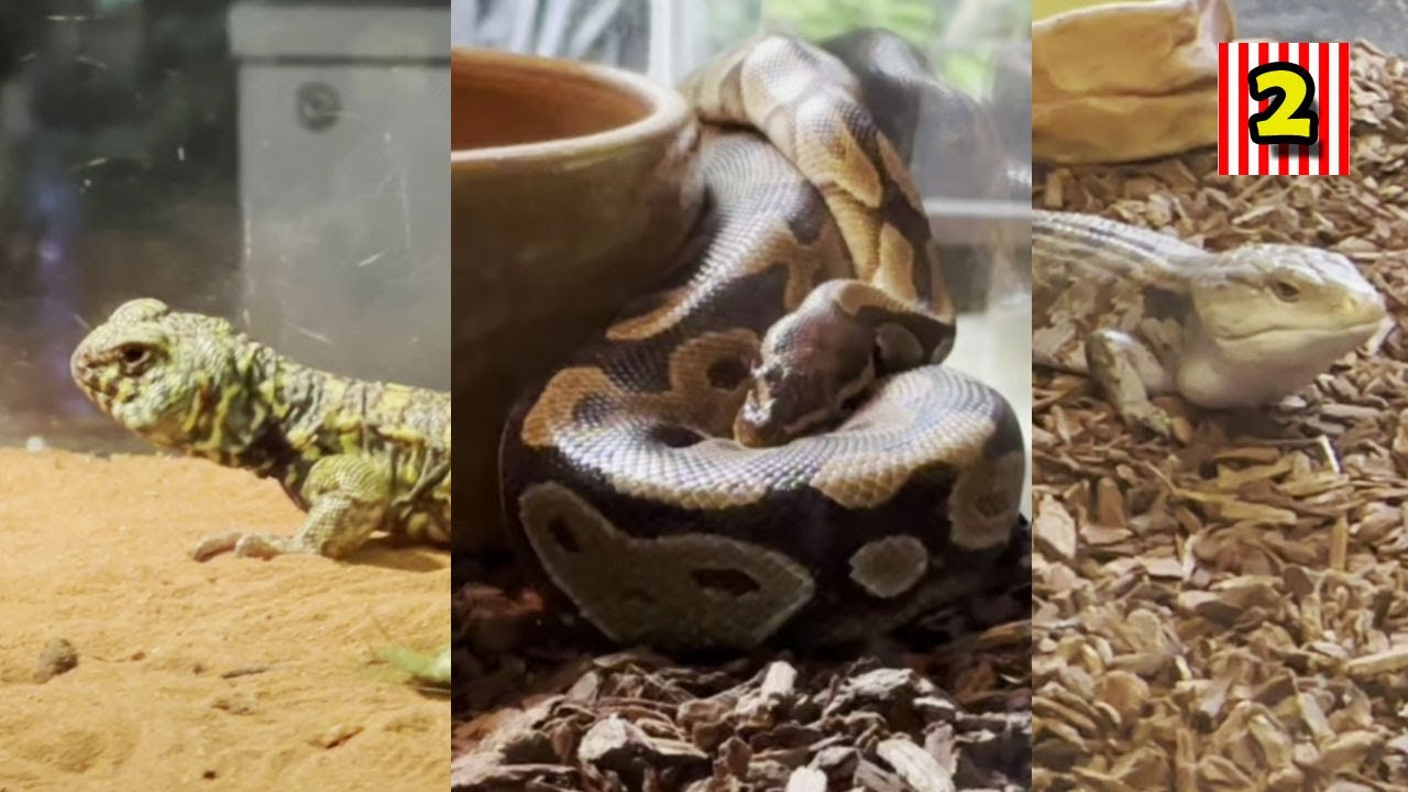 Python Snail Frog Lizard Chameleon Skink Tarantula Dragon Tortoise Gecko - YouTube