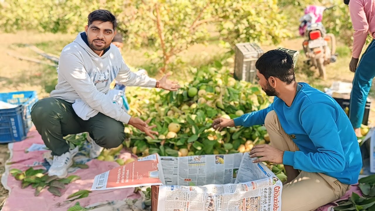 अमरूद के बगीचे अमरूद की पैकिंग करते हुए। #fruit #amrud #farming #amrit ...