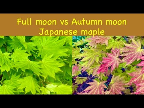 Full moon vs Autumn moon Japanese maple - YouTube