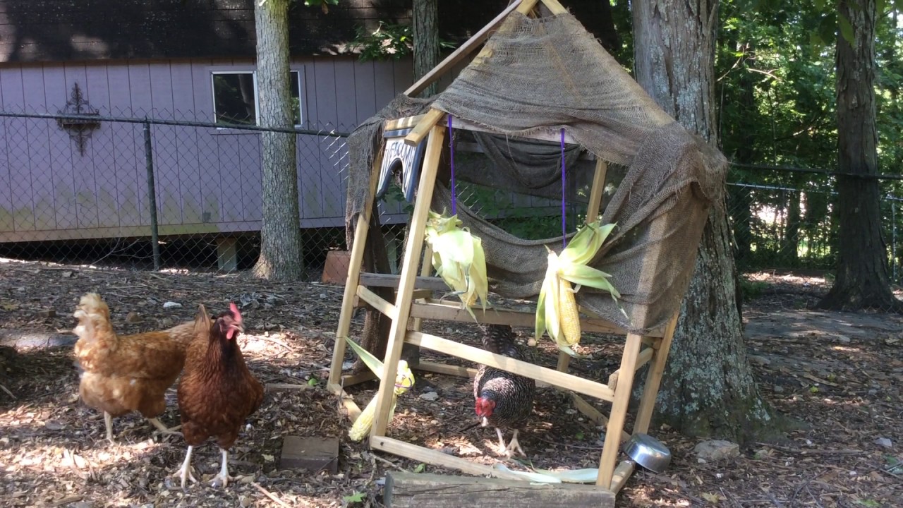 Chickens with Hanging Corn - YouTube