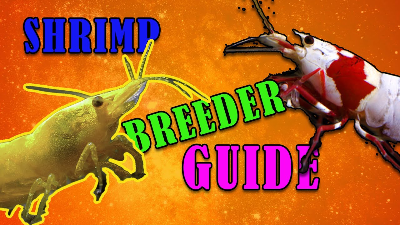 ALL YOU NEED TO KNOW TO START SHRIMP BREEDING HOBBY WITH NEOCARIDINA ...