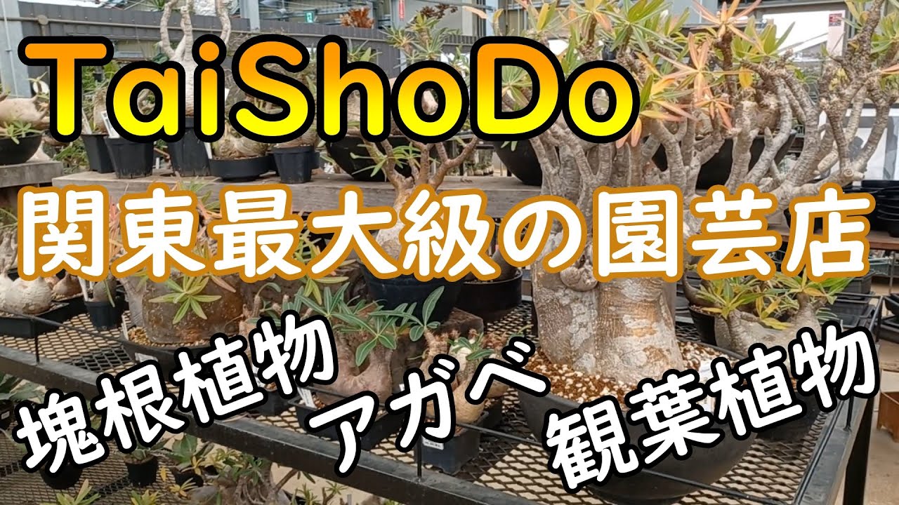 塊根、アガベ、多肉、観葉植物がいっぱい！TaiShoDo（大正堂）農園芸店へ - YouTube