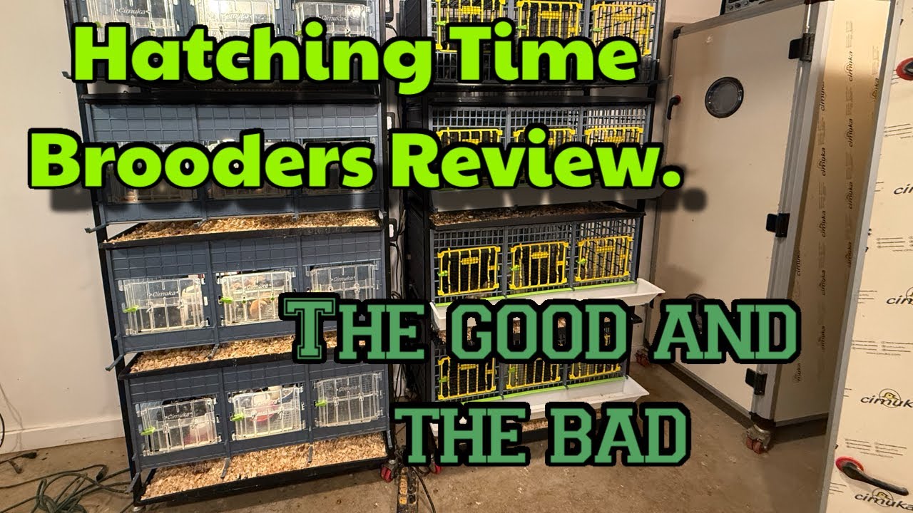 Hatching Time Cimuka Brooder Review after using for 1-2 years. - YouTube