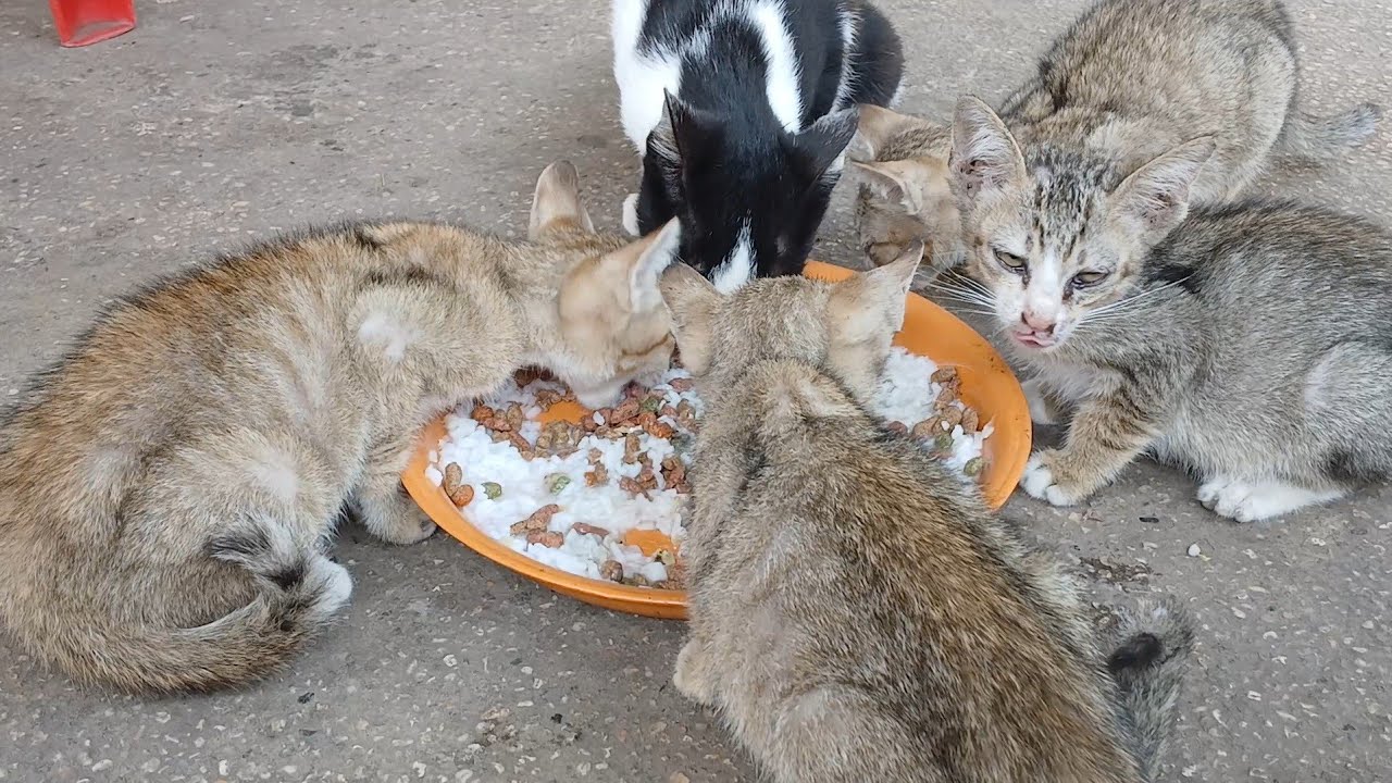 Cute kitten has breakfast yummy yummy. - YouTube
