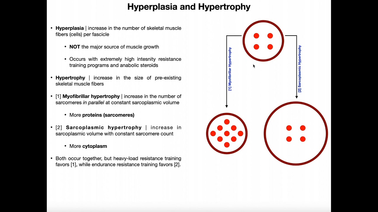 Hyperplasia, Sarcoplasmic Hypertrophy, & Myofibrillar Hypertrophy - YouTube