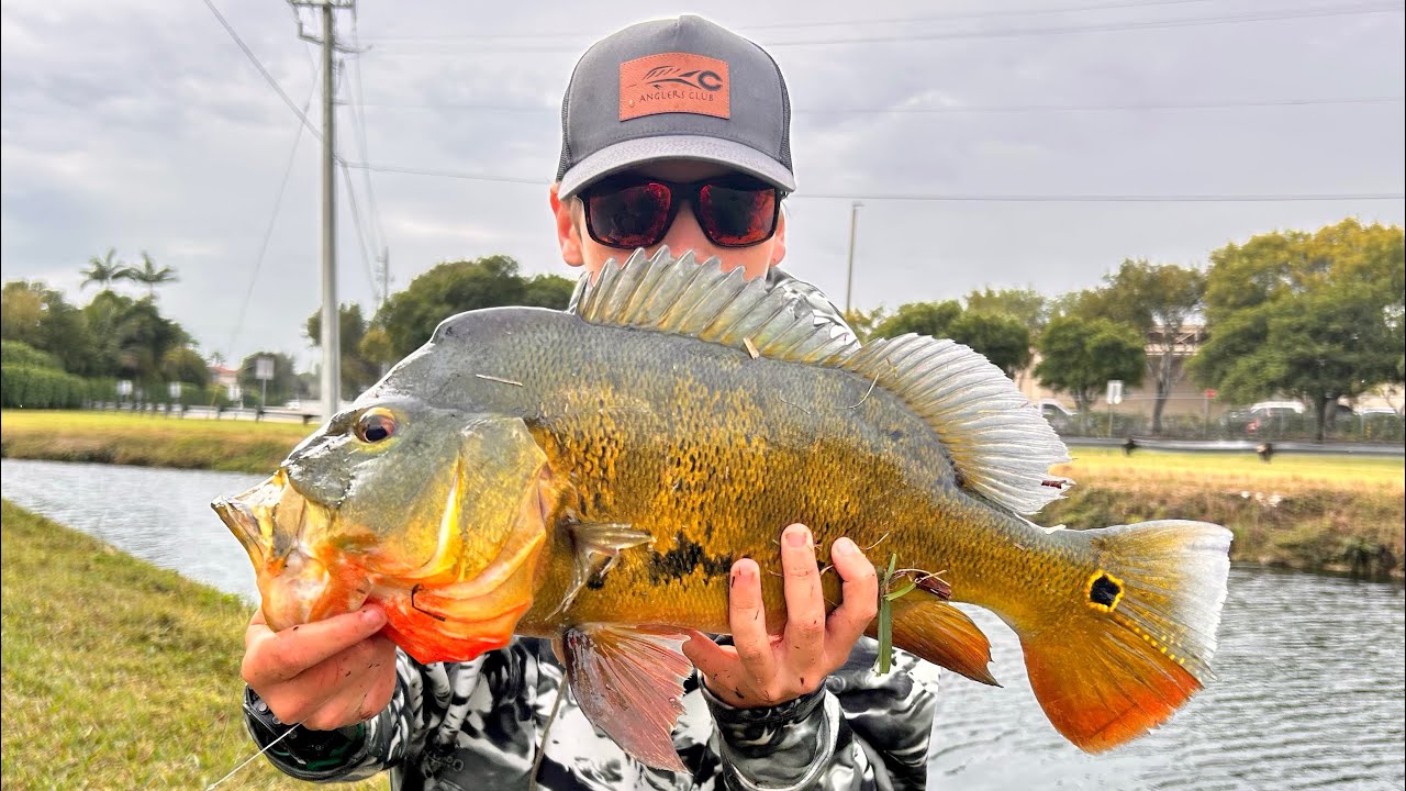 Epic Peacock bass fishing down in south Florida - YouTube