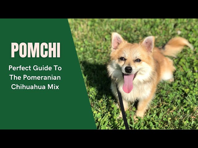 Pomeranian Mix