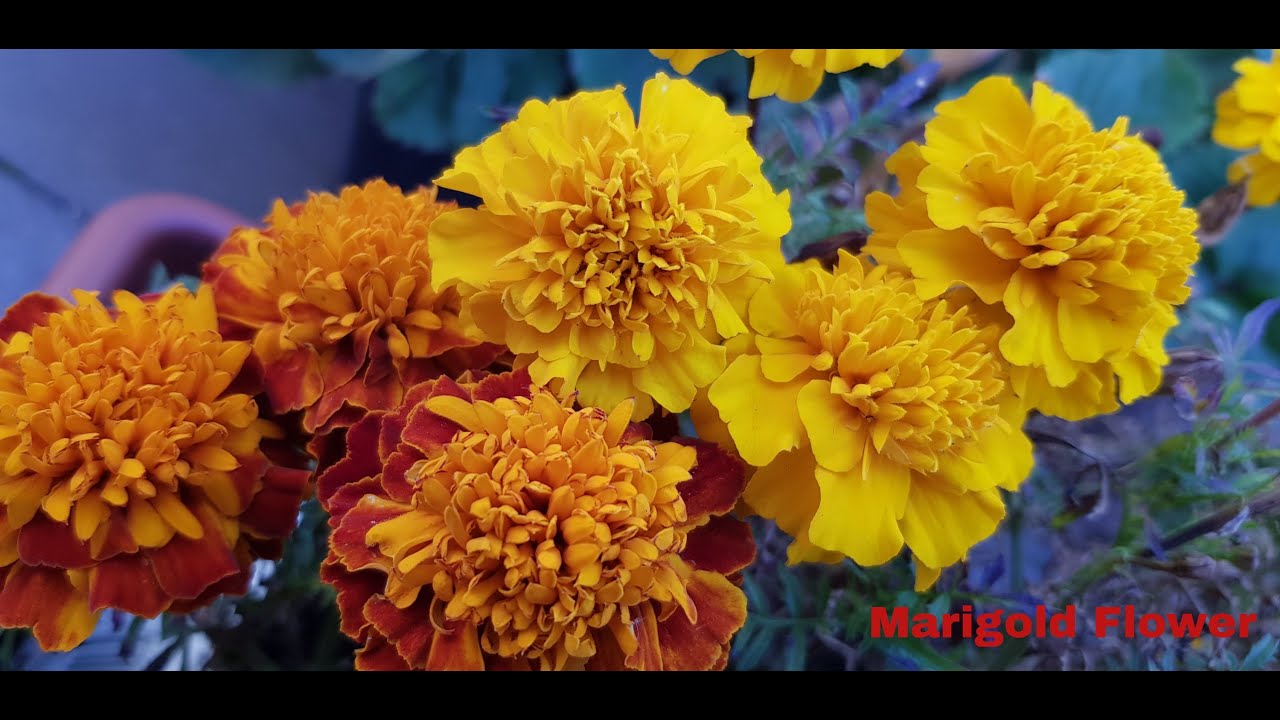 #Short Marigold Garden Flower - YouTube