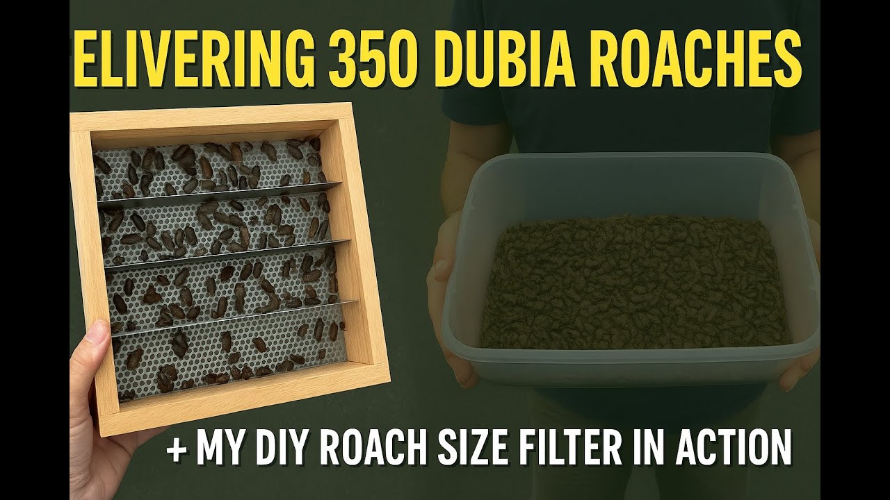 Delivering 350 Dubia Roaches + My DIY Roach Size Filter in Action ...