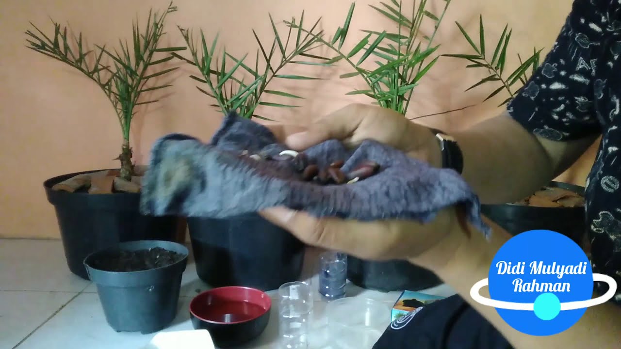 Cara menanam Kurma di Pot dari Biji - YouTube