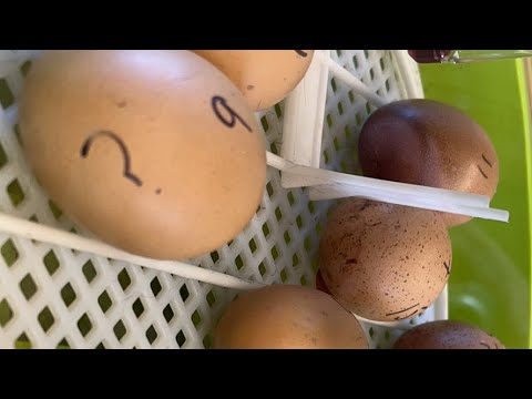 Live Egg Hatching!! - YouTube