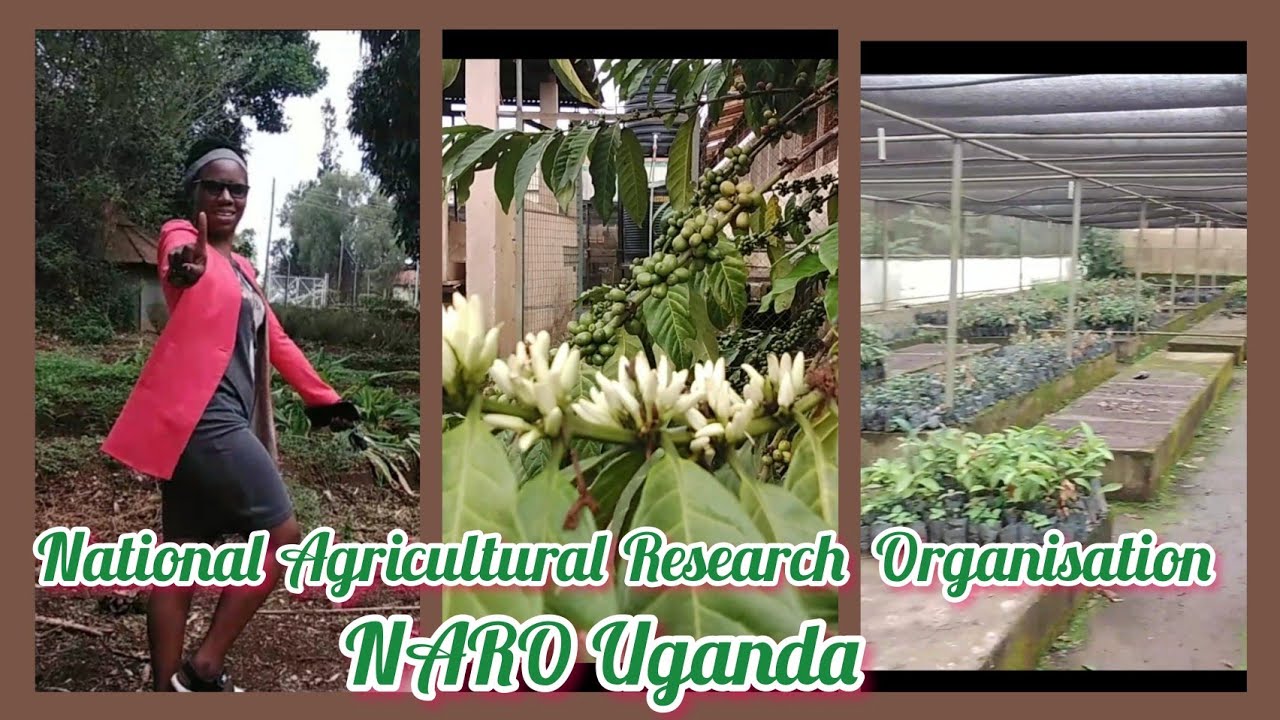 National Agricultural Research Organisation. NARO Uganda. 🇺🇬 ...