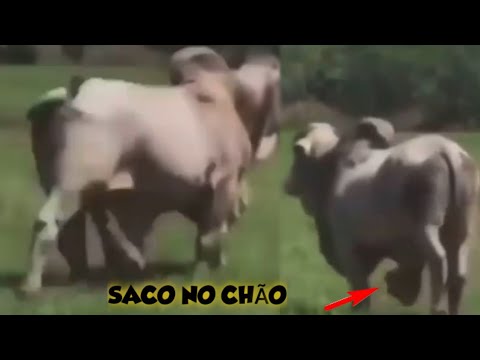 A DOR que esse Animal passa... Não tem conta pra medir
