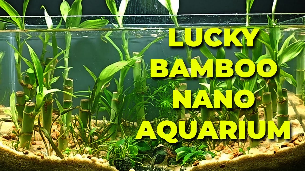 HOW TO: Build a "LUCKY BAMBOO" Nano Planted Aquarium - No CO2 # ...