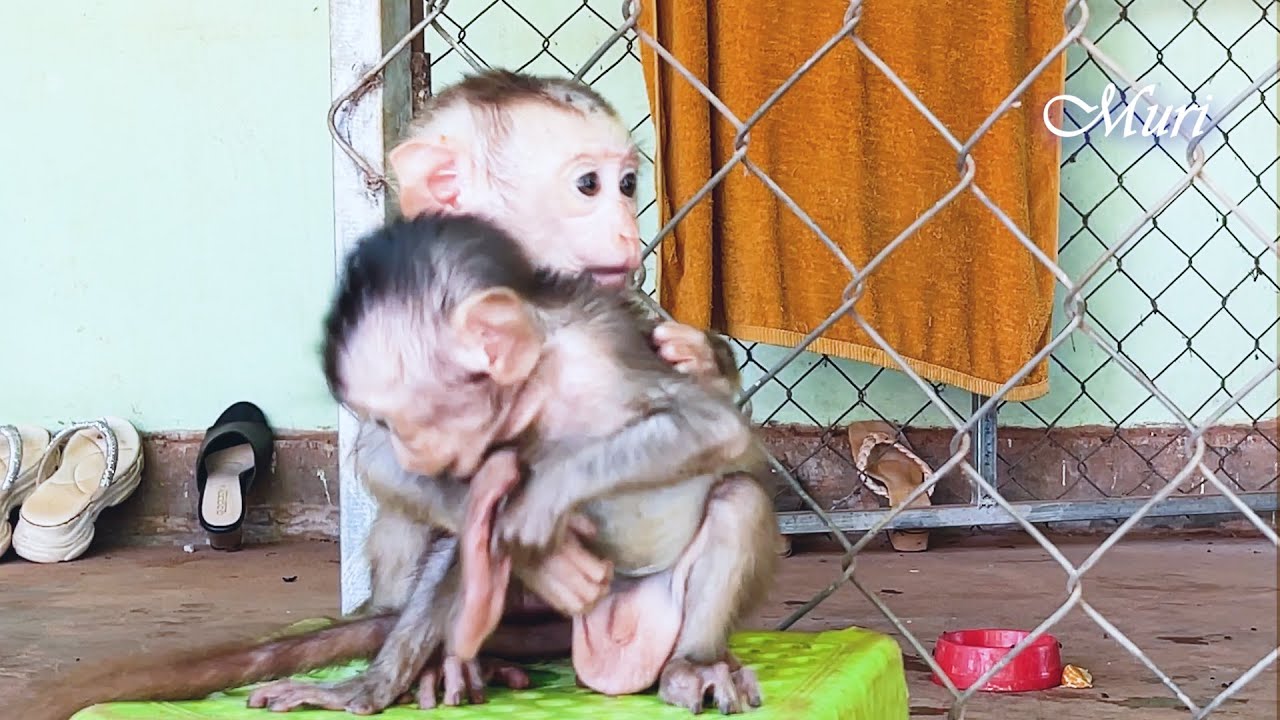 Happy times of Muri monkeys and Momo. - YouTube