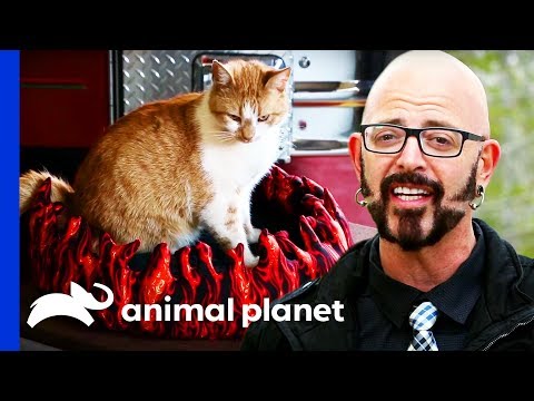 Flame The Firehouse Cat Is The Perfect Chilled Out Kitty | My Cat From Heaven