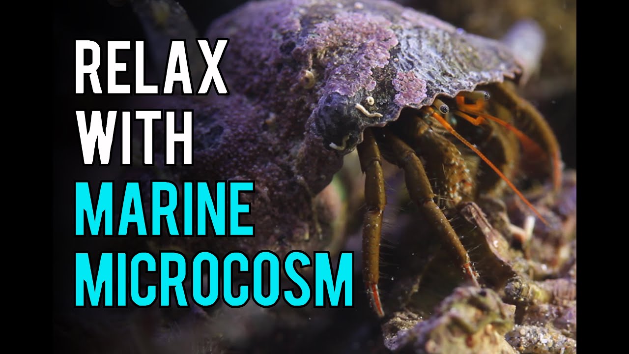 RELAX with the BEST UNDERWATER Animals | EP01 - A Marine Microcosm ...