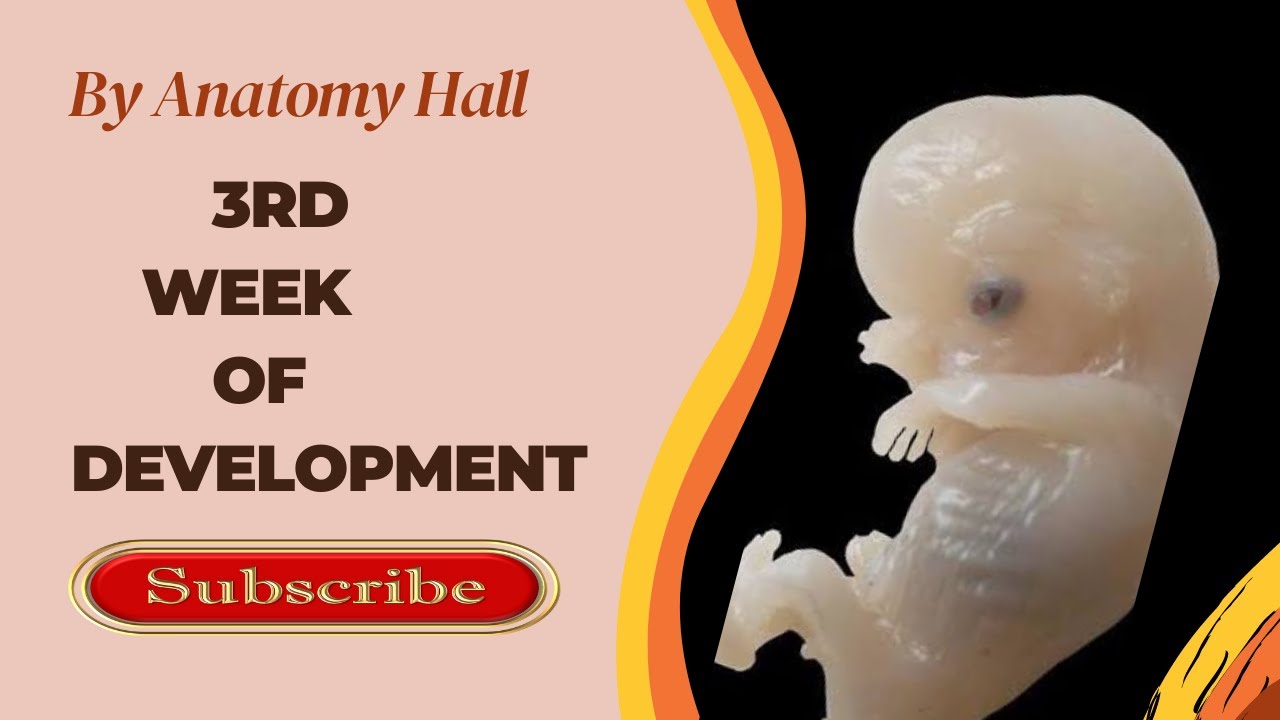 3rd Week of Development of Life part 1 _ made easy @Anatomy Hall - YouTube