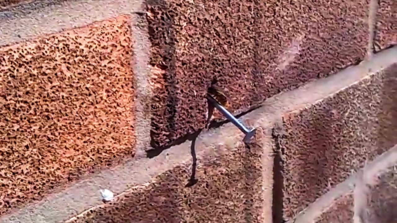 Is This The World's Strongest Bee? - YouTube