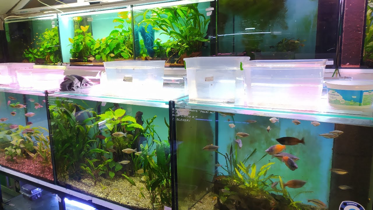 Gezenti Vlog #97 (Rainbow Fish Turkey) [Tahsin Baki] - YouTube