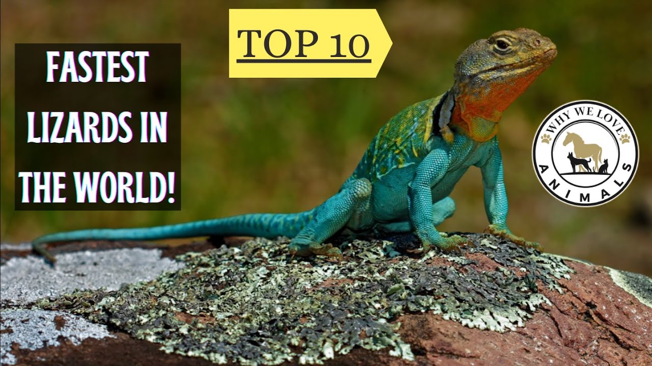 Top 10 Fastest Lizards! #nature #animals #wildlife - YouTube