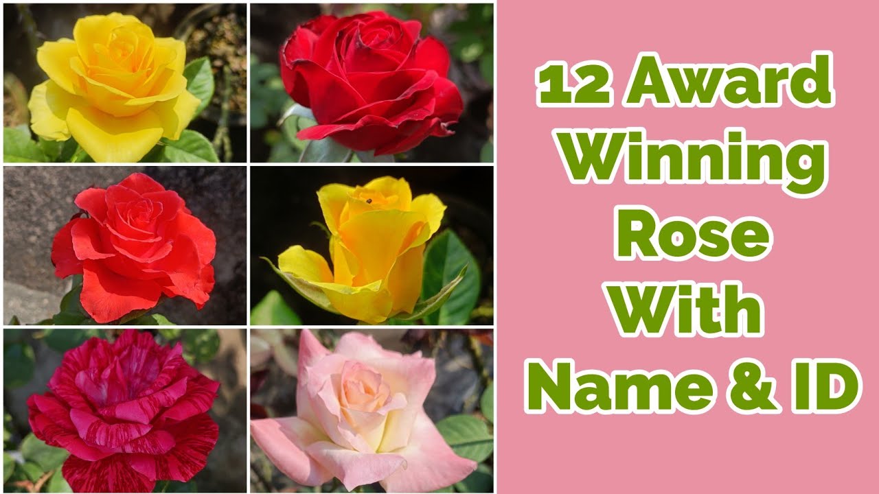 12 Best Rose Varieties with names and Id/ Hybrid tea Rose with show ...