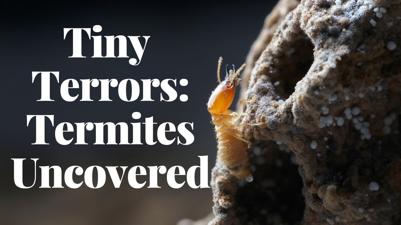 Termites Uncovered | What You Need to Know About These Tiny Terrors ...