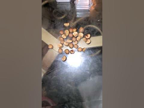 Мексиканские прыгающие бобы - YouTube