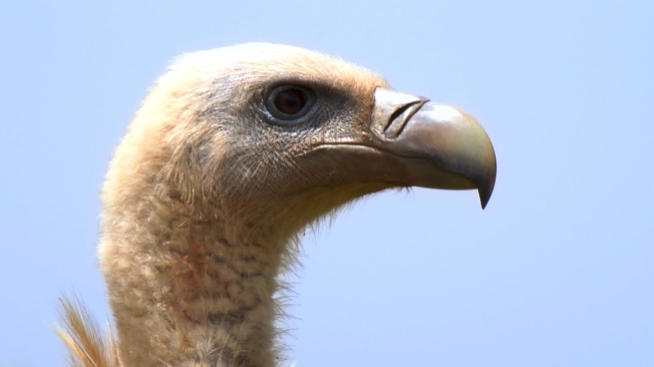 Wild Yellow River Series | Episode 3: Himalayan griffon - YouTube