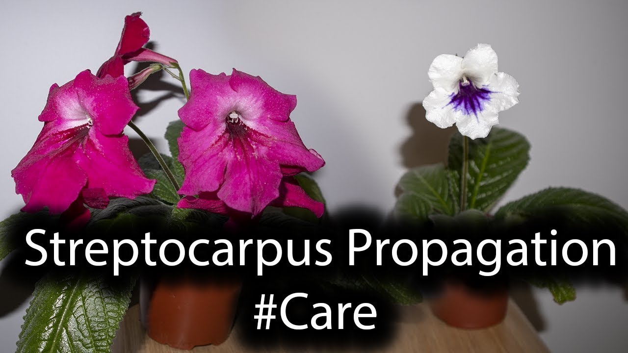 Streptocarpus Care/TIPS/Strepts Blooming - YouTube