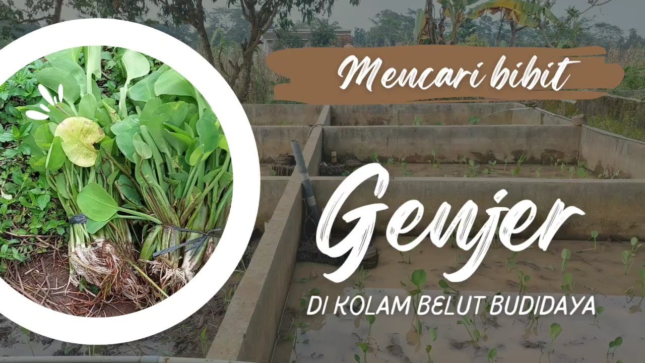 menanam genjer di kolam belut (mengolah media kolam belut)part5 # ...