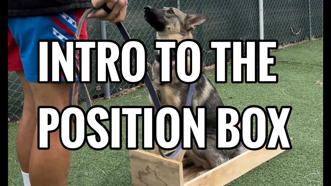 INTRO TO THE POSITION BOX - YouTube
