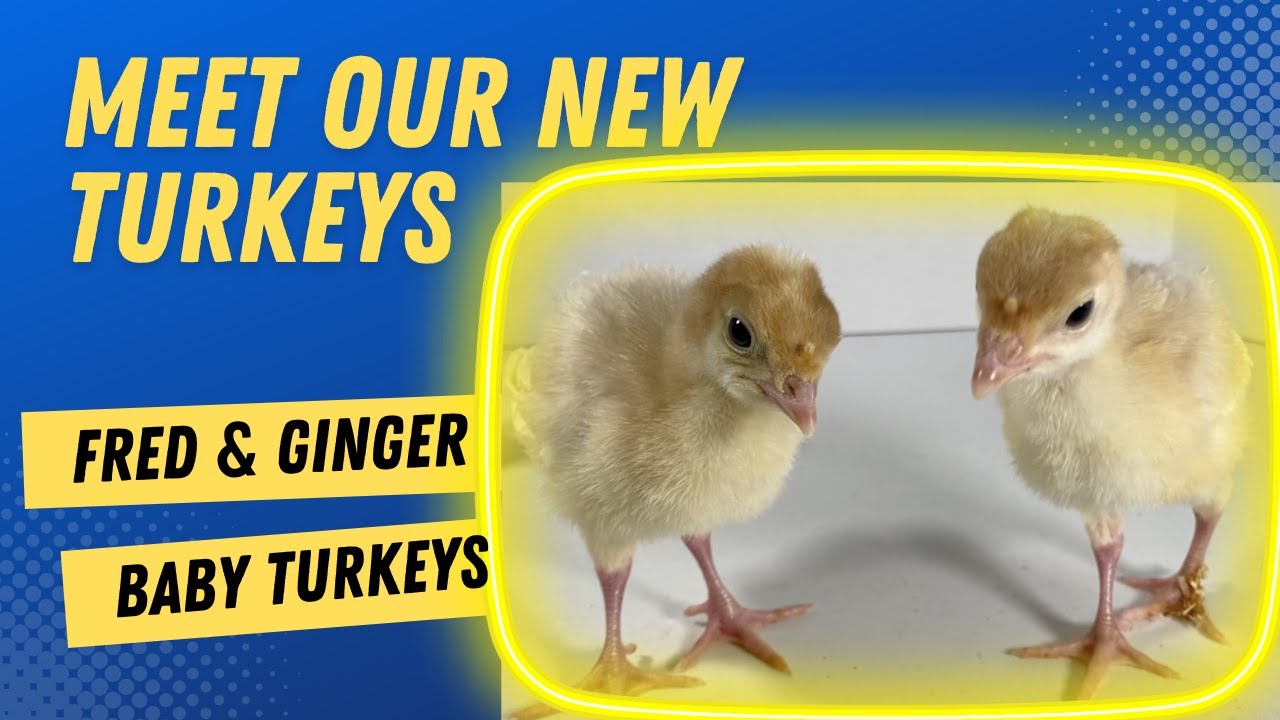 Cute Baby Turkeys - New on the Homestead - YouTube
