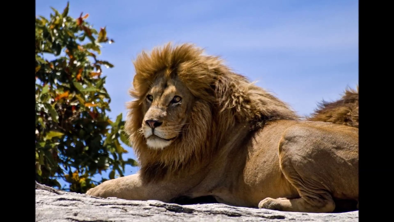 types lions in the world - YouTube