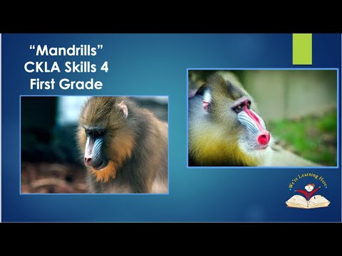 'Mandrills' Skills 4 Lesson 10 - YouTube