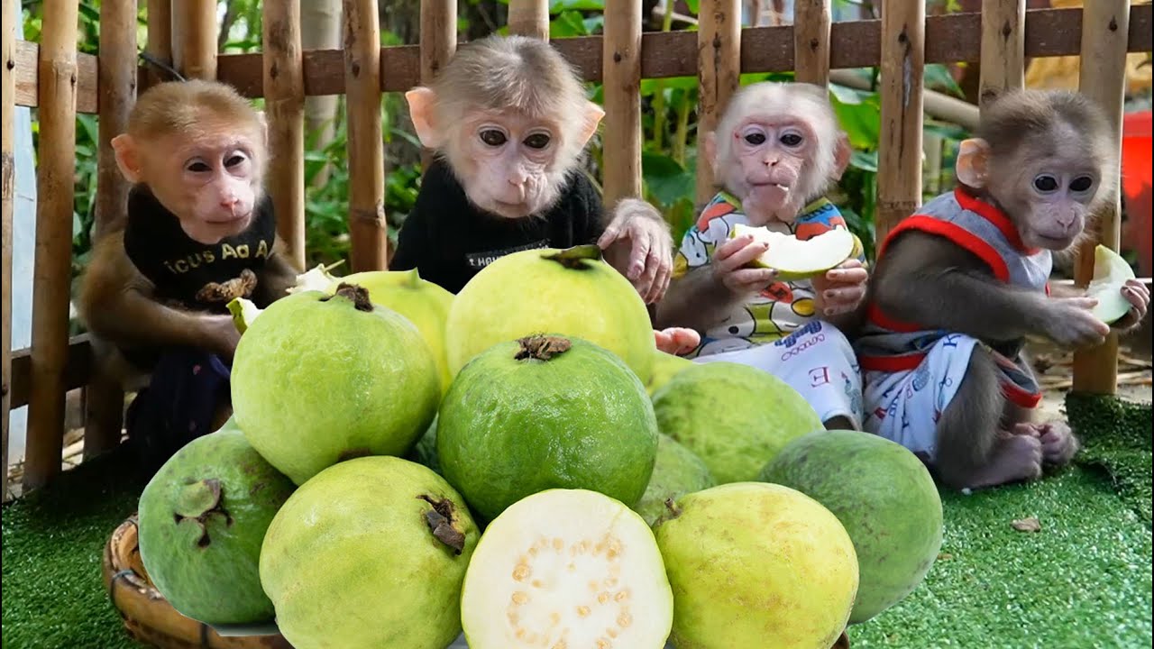 Mountain guava fruit for Big breakfast four Monkey - YouTube