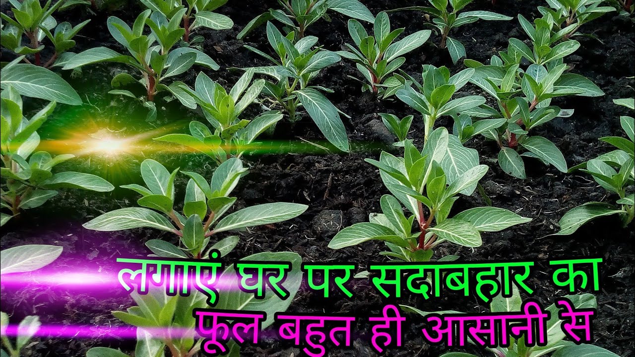 Planting purple sadabahar at home in very easy way बैगनी सदाबहार को घर ...