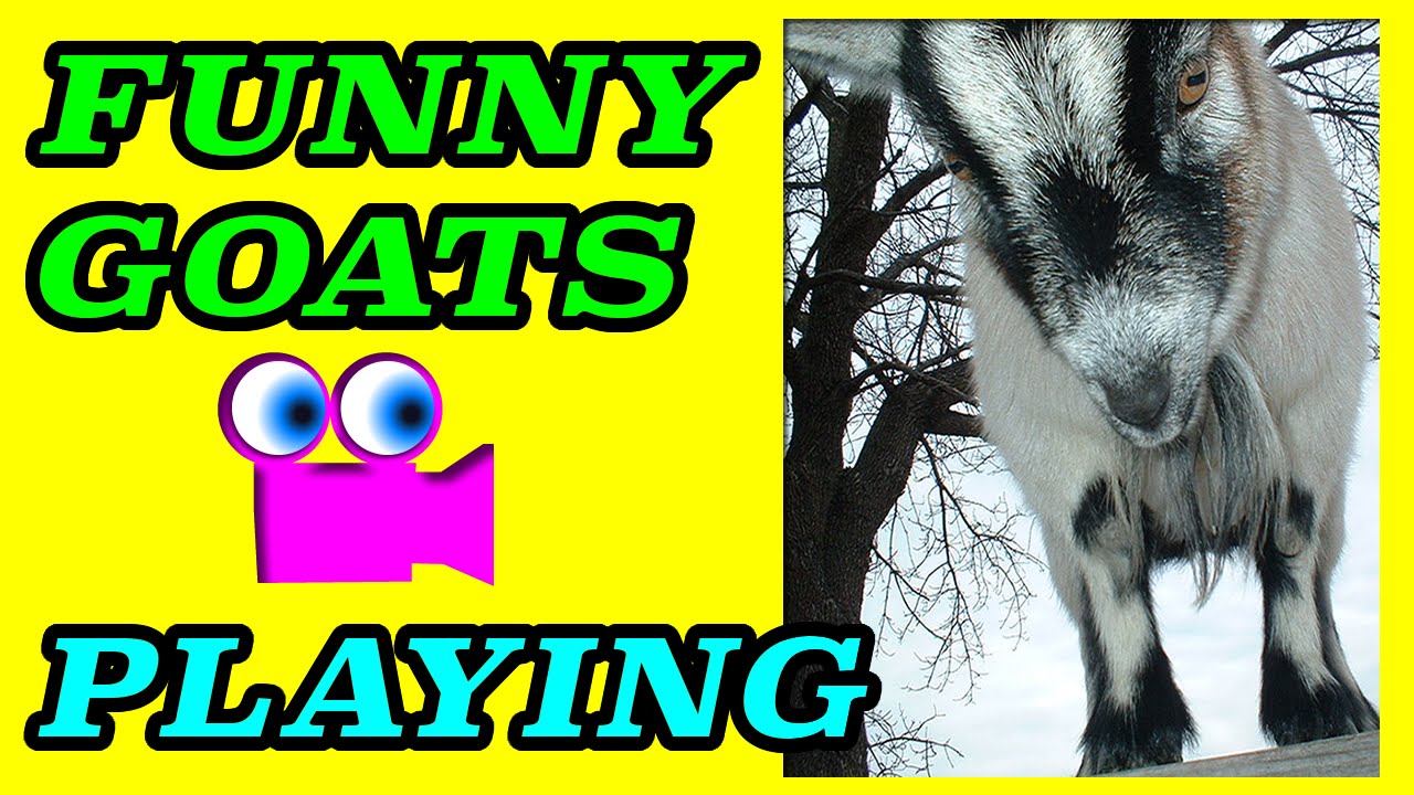 Funny Goats Video Compilation: Hilarious Goats Playing - YouTube